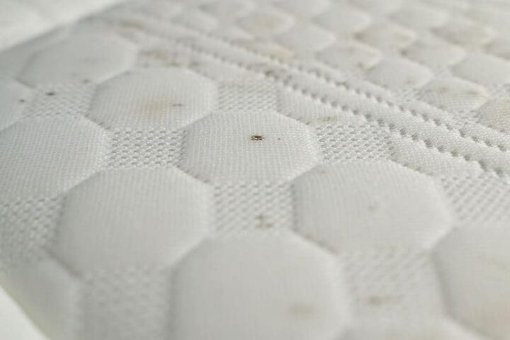 Causes for Mold on Mattresses And How to Get Rid Of It – Macho Vibes